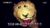 웃기게 생긴 박제 사자 170326신비한tv 서프라이즈 네이버 블로그